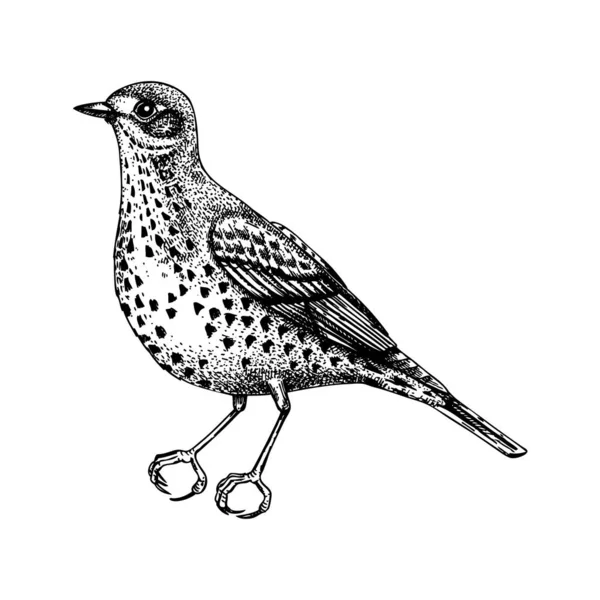 Vector Collection Hand Drawn Birds Illustrations Engraved Style ...