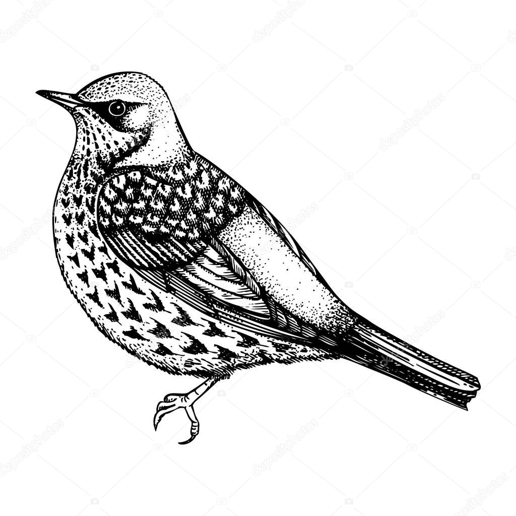 Ilustración vectorial de Fieldfare dibujada a mano en estilo grabado. Ave aislada sobre fondo ...