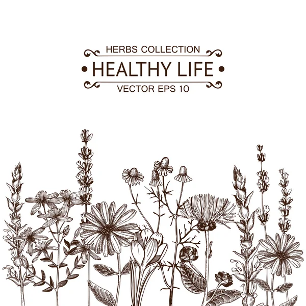 Bylinky Vector Art Stock Images | Depositphotos