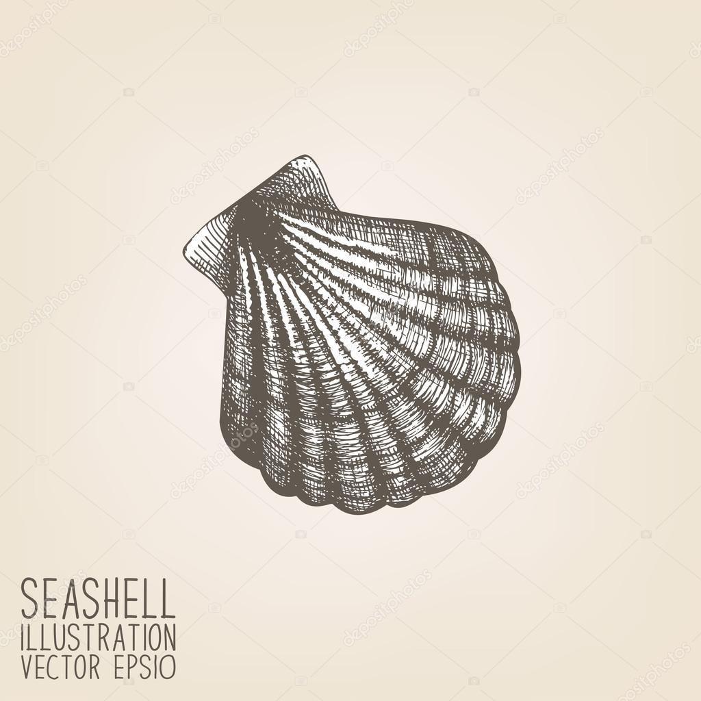 Hand drawn sea shell. Stock Vector Image by ©geraria #80702396