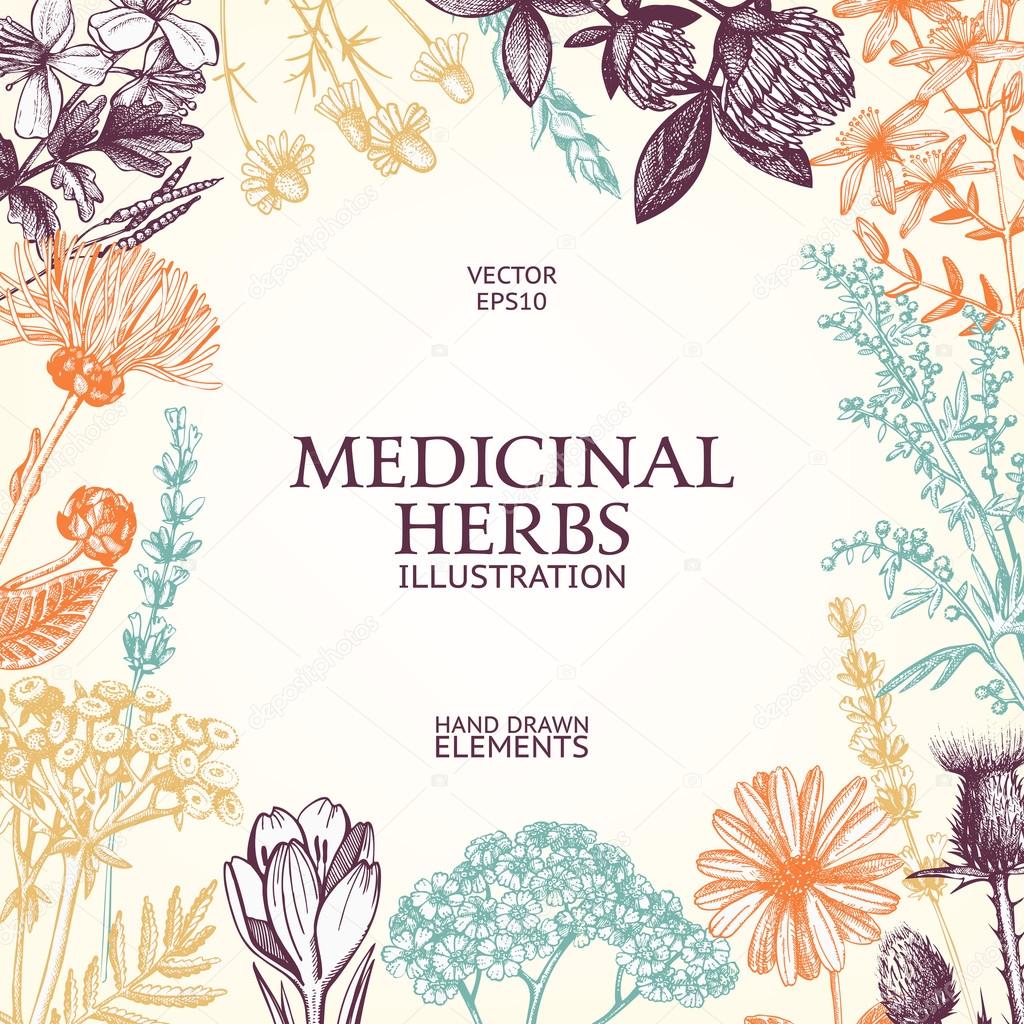 Decorative colorful background with medicinal herbs Stock Vector Image ...