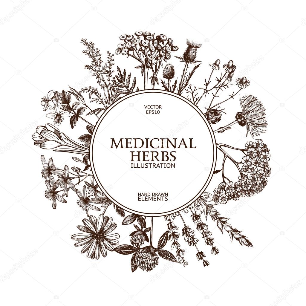 Vintage frame with medicinal herbs Stock Vector Image by ©geraria #93207152