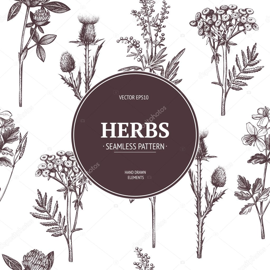 Vintage background with medicinal herbs — Stock Vector © geraria #93207230