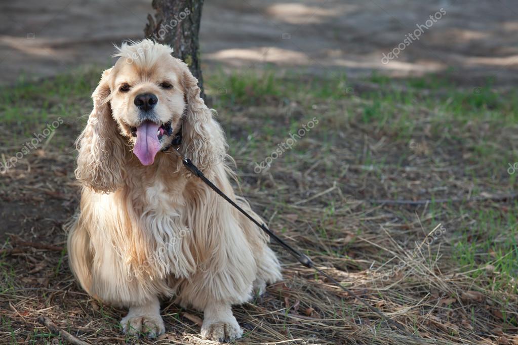 Cocker Spaniel americano en un paseo por el parque de otoño 2023