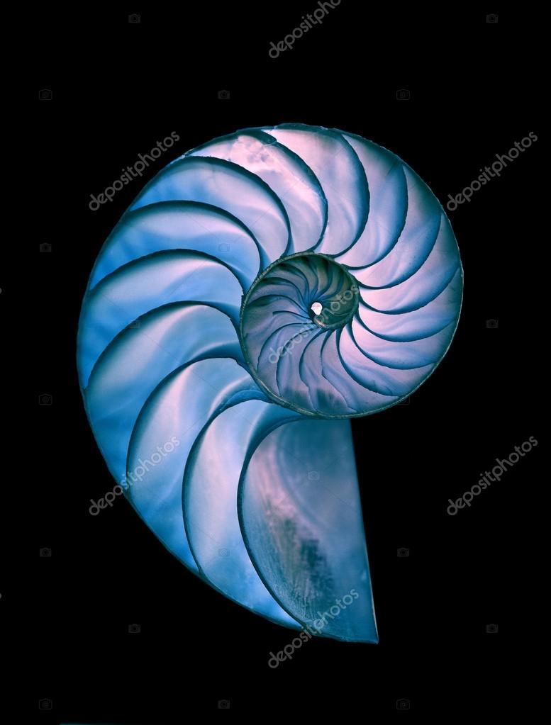 Nautilus shell - great detailed shot — Stock Photo © ifeelstock #83931242