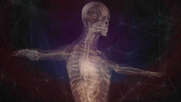 Human anatomy. X-ray scanning of the human skeleton, bone scan, joint ...