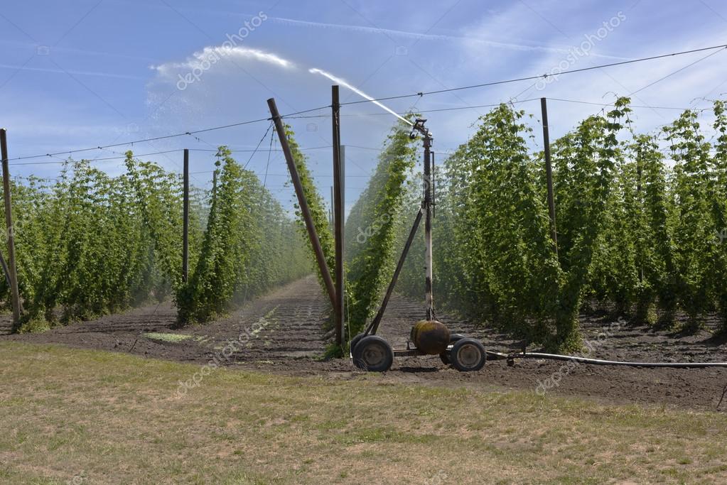 Agriculture and farming of hops in Oregon. — Stock Photo © Rigucci ...