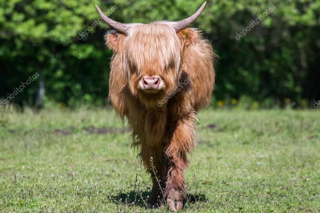 Highland Cow at the field Stock Photo by ©Rhombur 57086595
