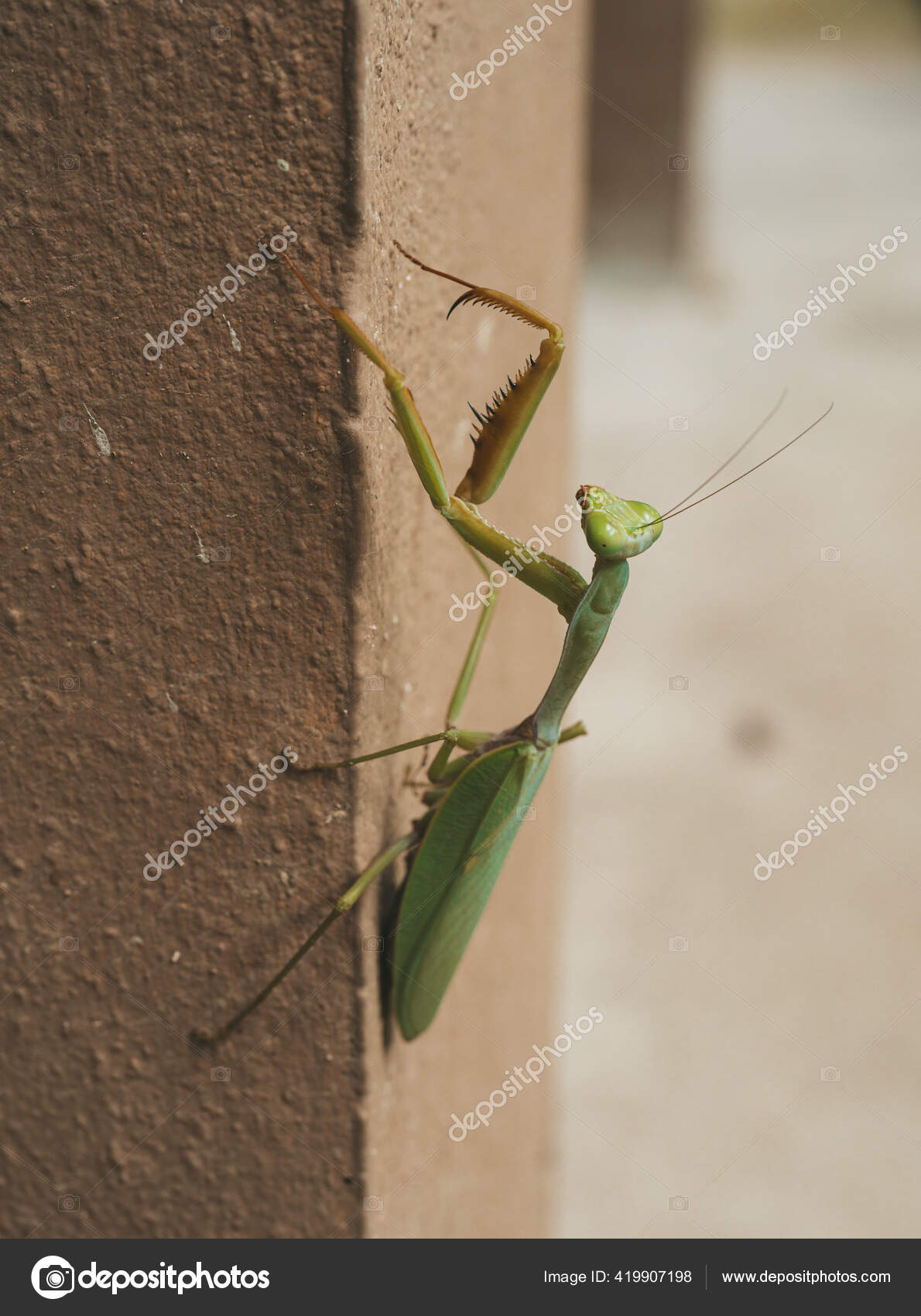 Preying Mantis Wall Koh Phangan Thailand Stock Photo by ©natalie_magic ...