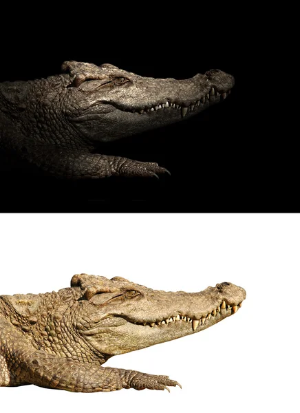 Gustave Crocodile Primeval