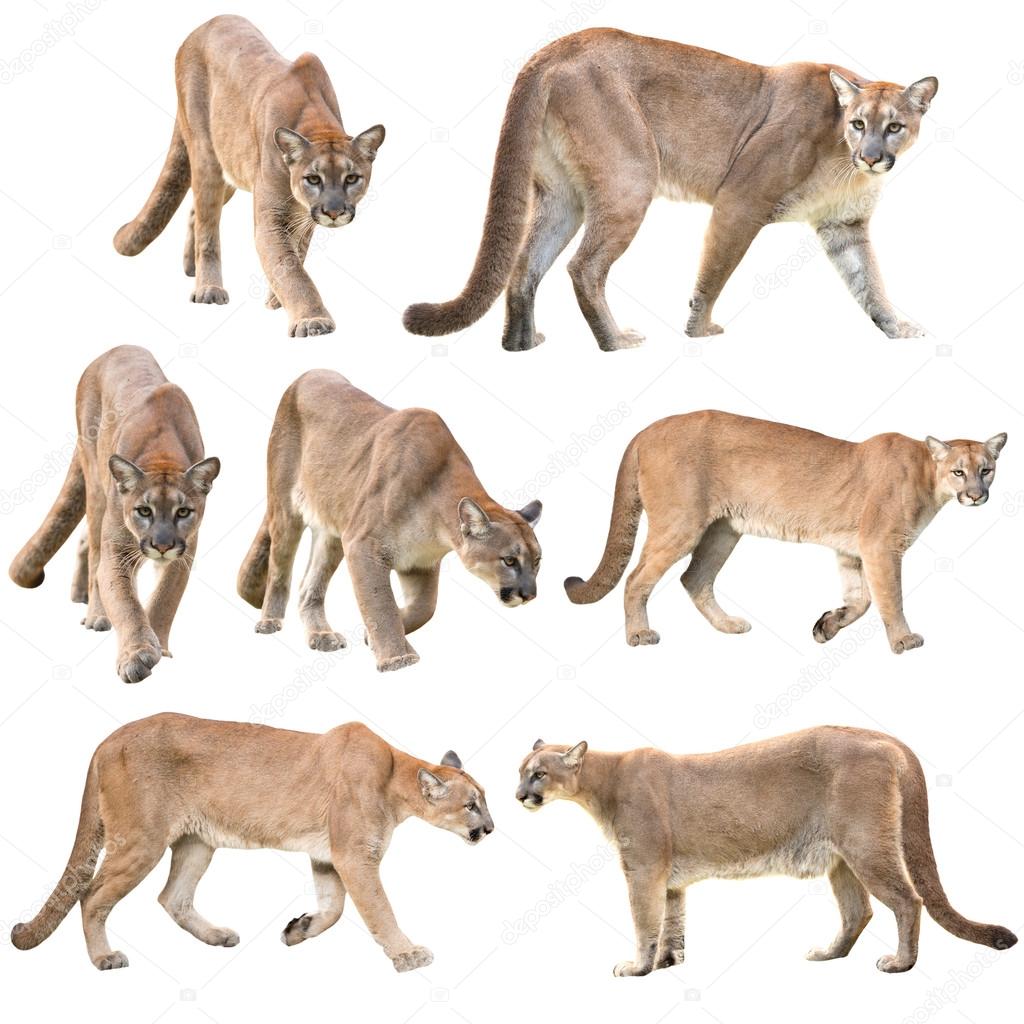 Puma or cougar isolated — Stock Photo © anankkml #64481401