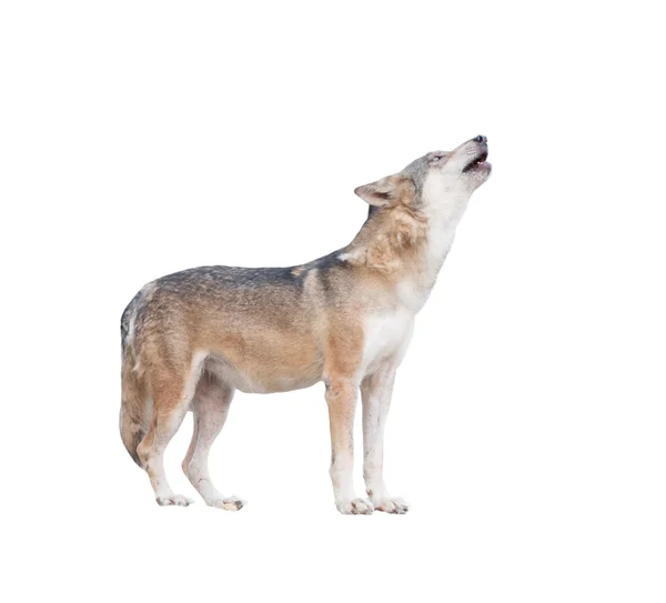 Wolf howling transparent background realistic vertical Stock Photos ...