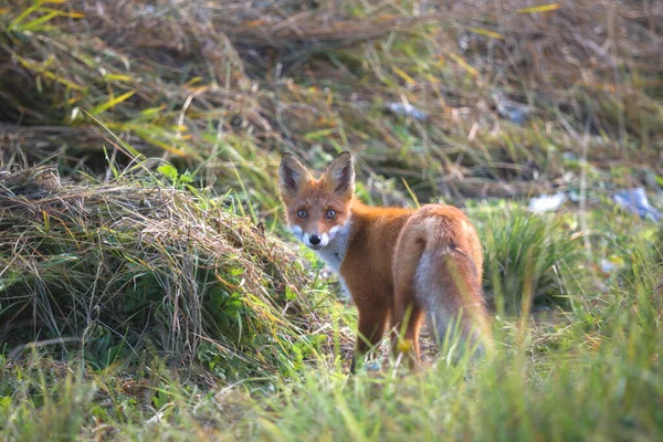 Red fox close Stock Photos, Royalty Free Red fox close Images ...