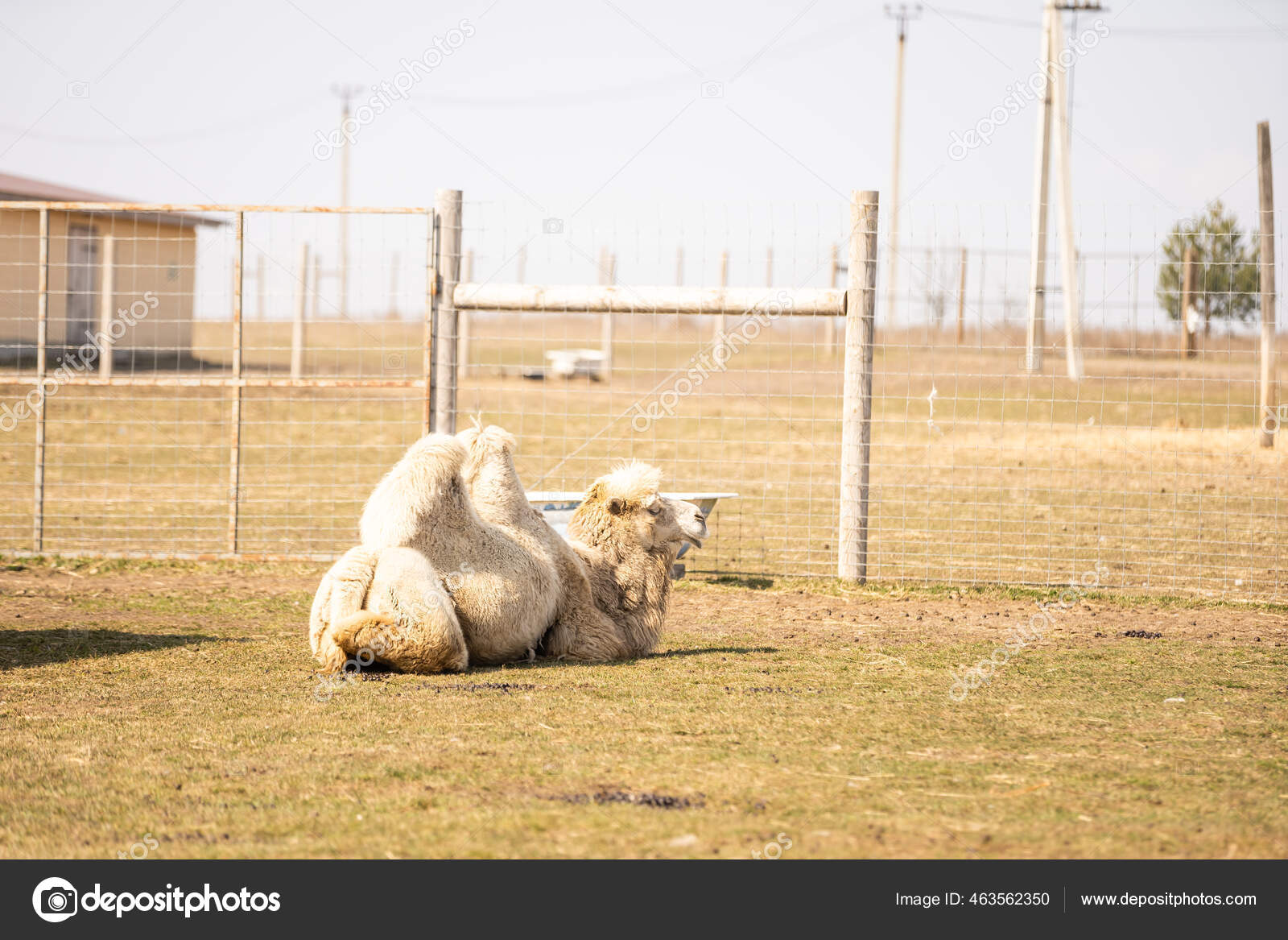 The zoo cage behind which the camel.The zoo cage behind which the camel ...