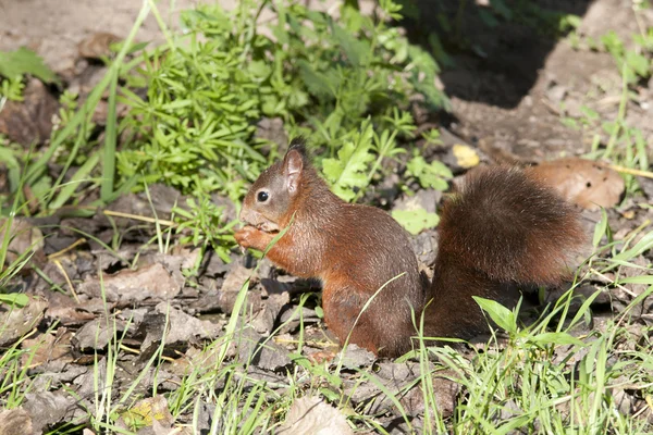 Fotos de Esquilos selvagens, Imagens de Esquilos selvagens sem ...