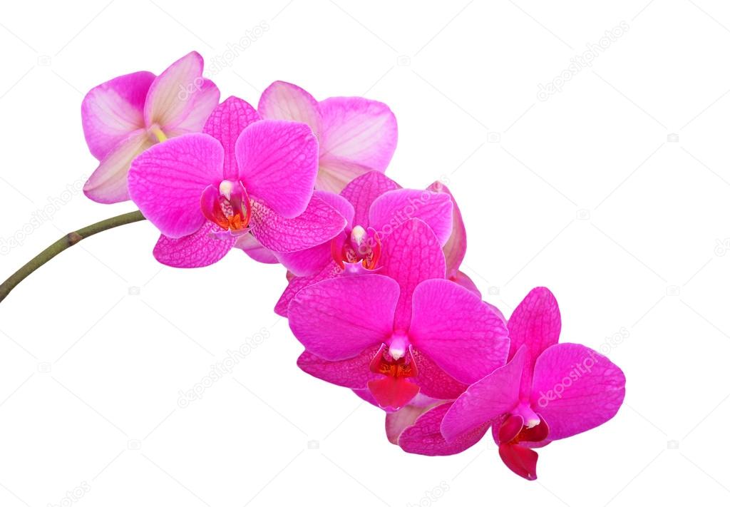 Flor de orqu dea rosa 2024