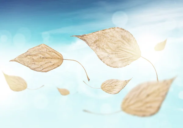 yellow leaves flying in sky - Stock Image - Everypixel