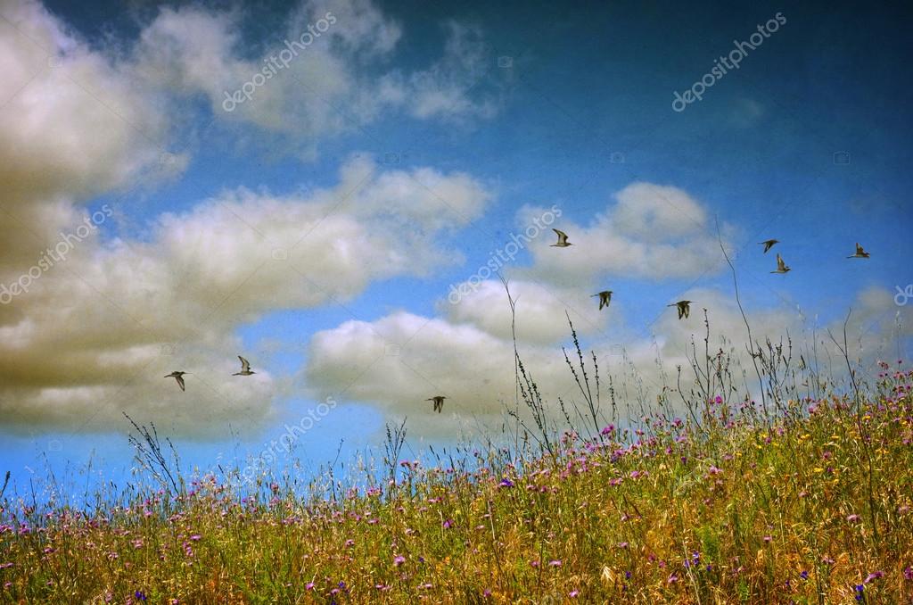 Spring Field landscape Stock Photo by ©ccaetano 109349542
