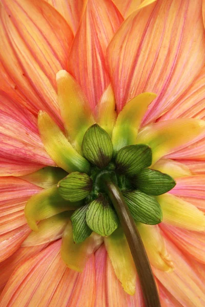 Flower background — Stock Photo © ccaetano #5875117