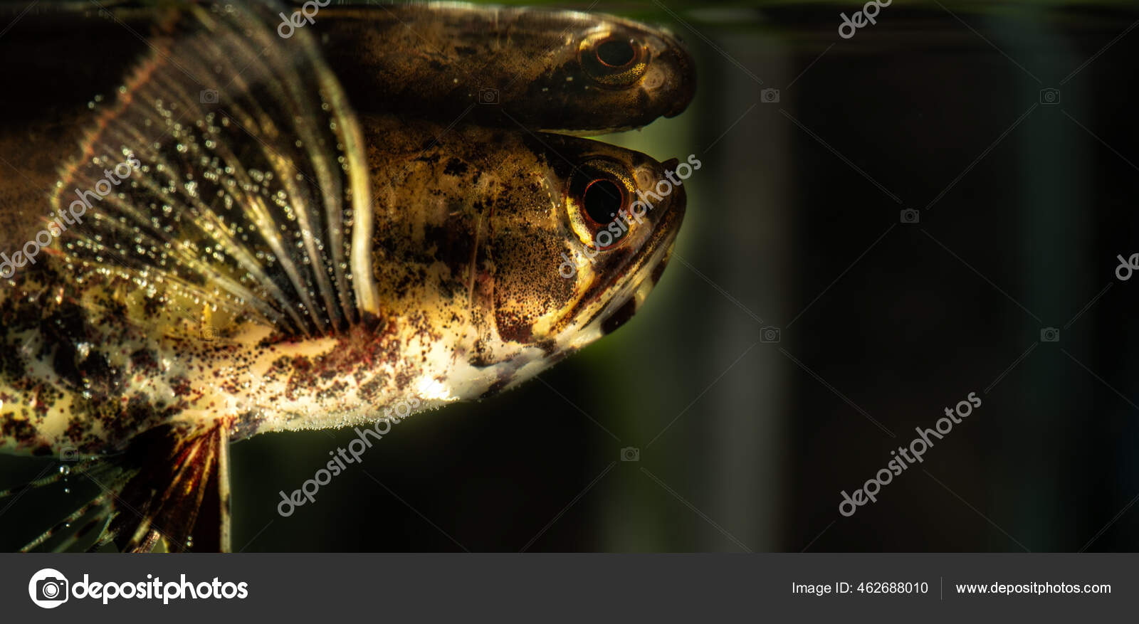 Predatory Freshwater Butterfly Fish Pantodon Buchholzi Stock Photo by ...