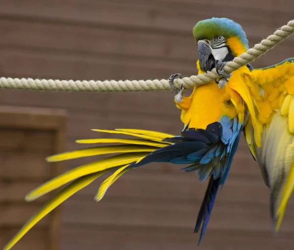 Parrot landing Stock Photos, Royalty Free Parrot landing Images ...