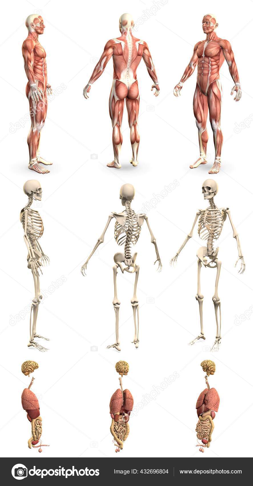 High Detailed Renders Mans Body Muscle Map Skeleton Organs Anatomy ...