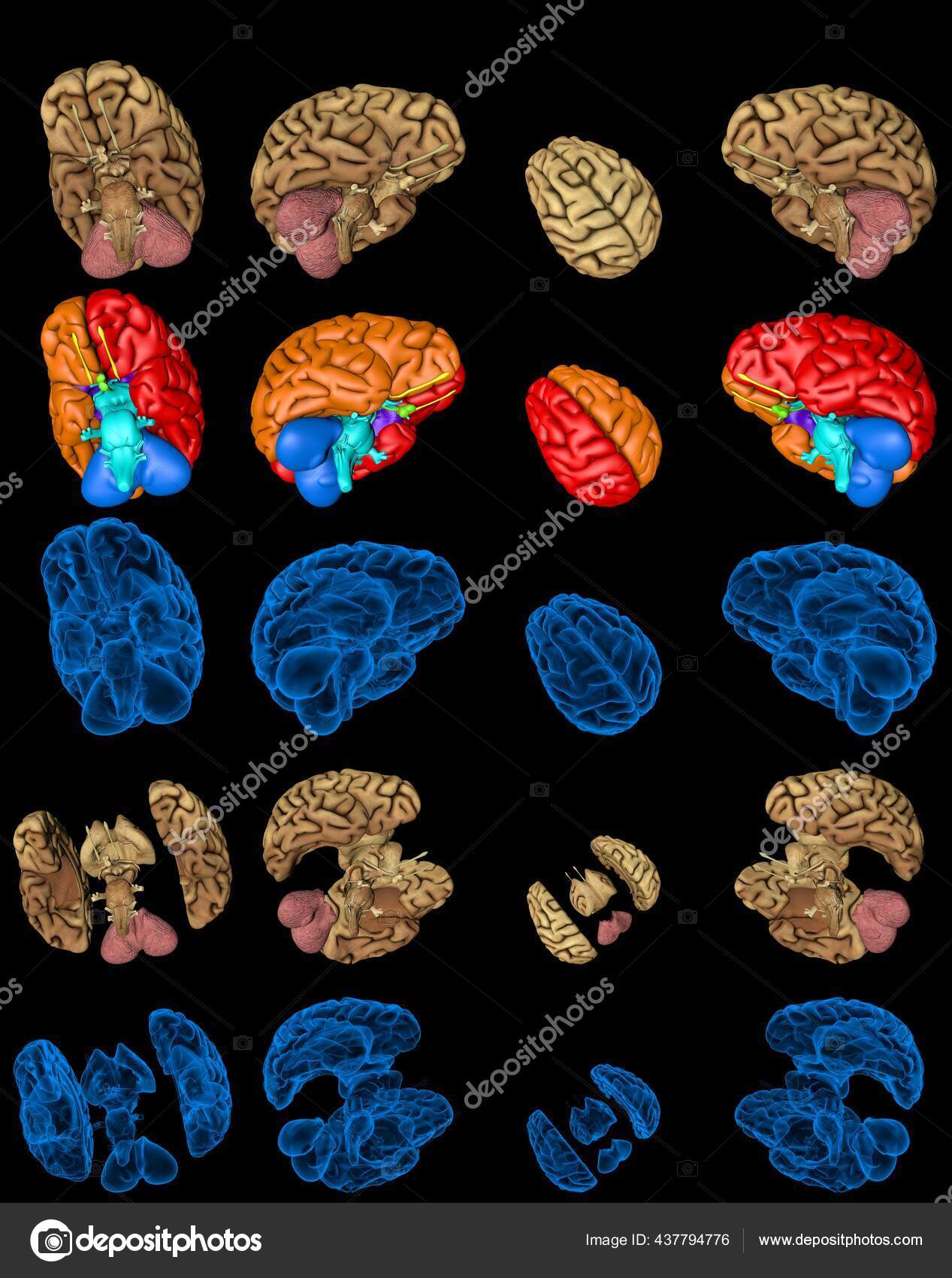 Set Isolated Brain Renders Whole Split Xray Examination Style Image ...