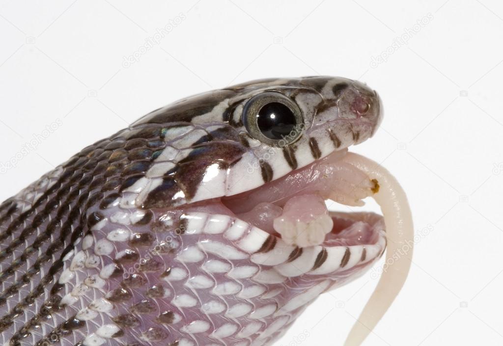 A portrait of a pretty and great snake with great colors — Stock Photo ...