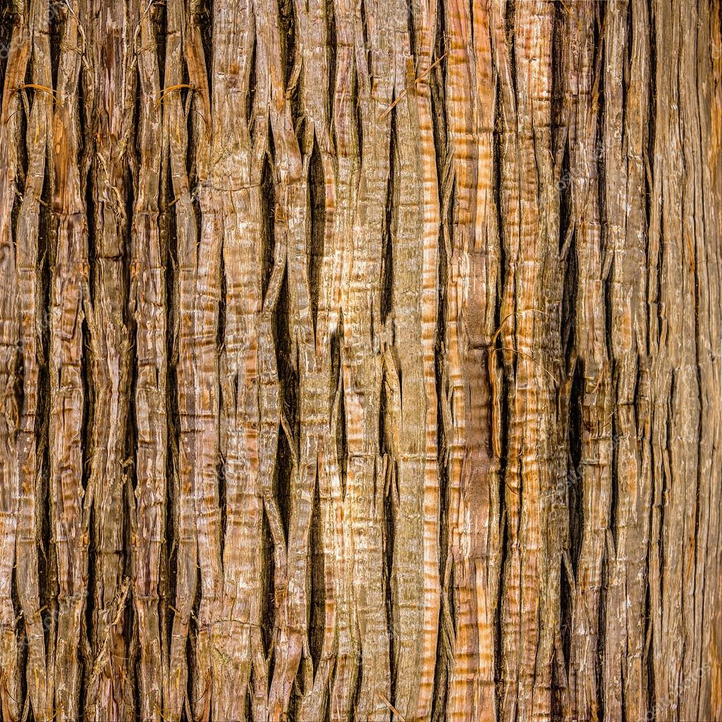 Close Up of giant tree Bark — Stock Photo © kav777 #122439054