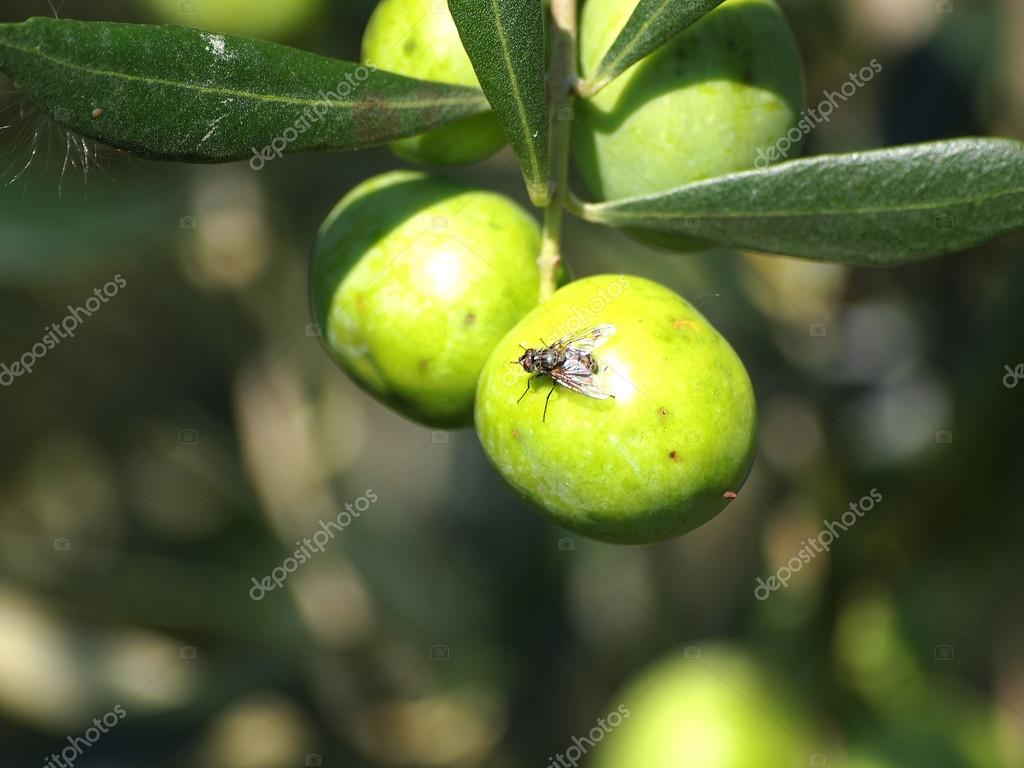 Olive fly — Stock Photo © nevenm #55749185