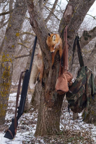 Dead fox Stock Photos, Royalty Free Dead fox Images | Depositphotos