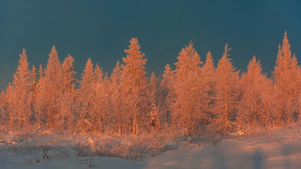 Taiga Winter