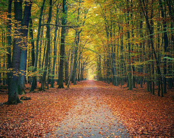 Pathway in the autumn forest Stock Photo by ©sborisov 6455974