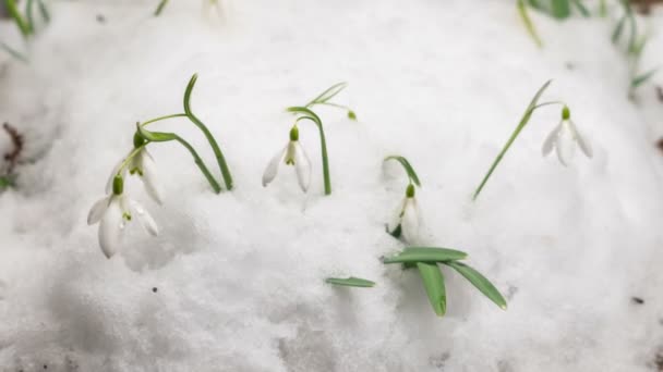 517 Snowdrops in snow Videos, Royalty-free Stock Snowdrops in snow ...