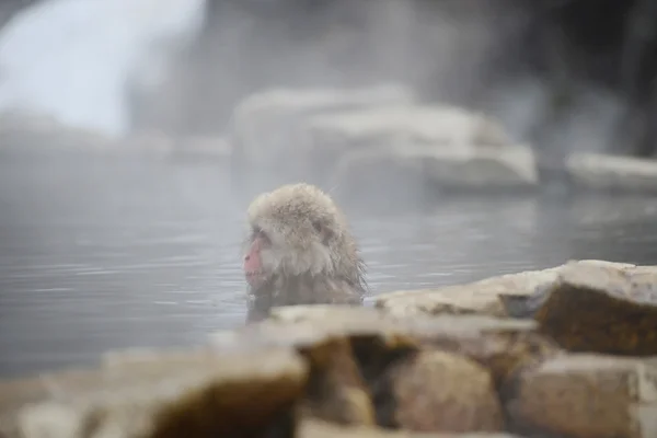 Japan hot spring monkey Stock Photos, Royalty Free Japan hot spring ...