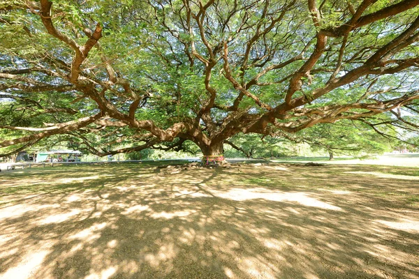 Big Tree Thailand Branch — Stock Photo © porbital #114046942