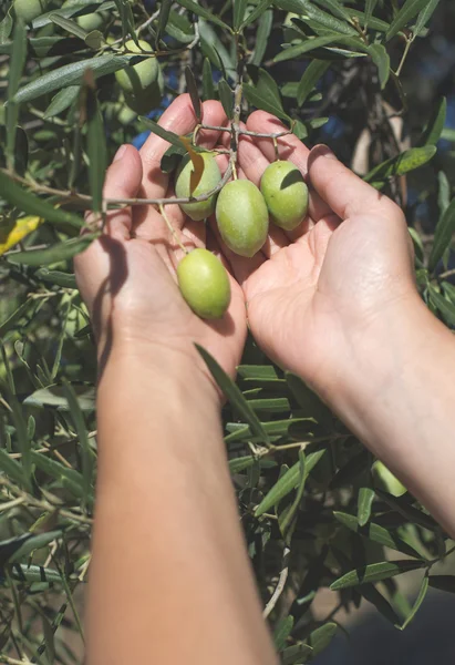Hand holding olive branch Stock Photos, Royalty Free Hand holding olive ...