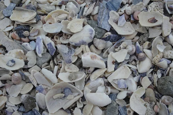 Az shore shells Stock Photos, Royalty Free Az shore shells Images ...