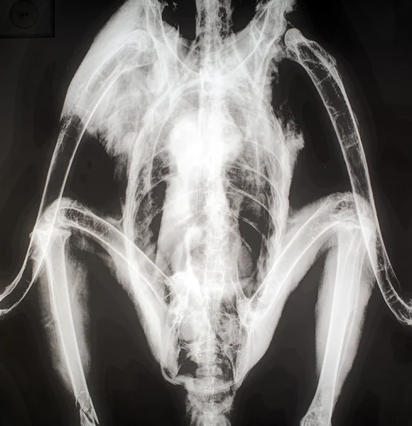 Animal X Rays For Kids