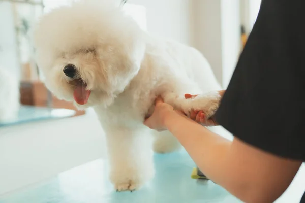 Perros poodle grooming fotos de stock, imágenes de Perros poodle ...