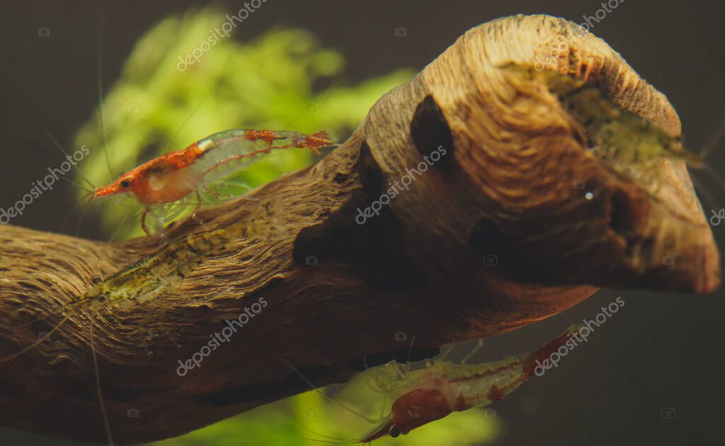 Camarones en acuario de agua dulce. Neocaridina davidi o camarones Rili ...