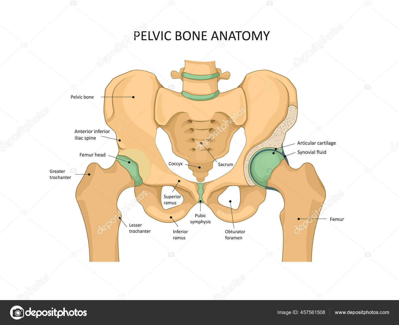 Anatomía ósea de la pelvis. Sacrum, Ischium, pubis e ilium. Esqueleto ...