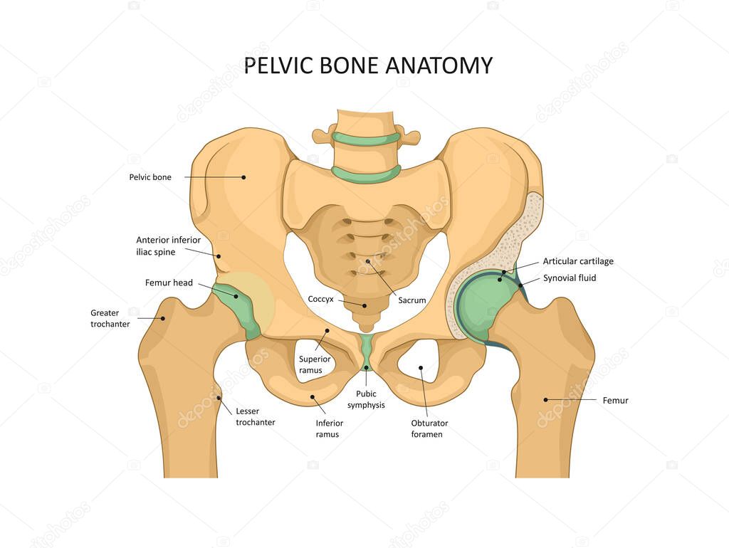 Anatomía ósea de la pelvis. Sacrum, Ischium, pubis e ilium. Esqueleto ...
