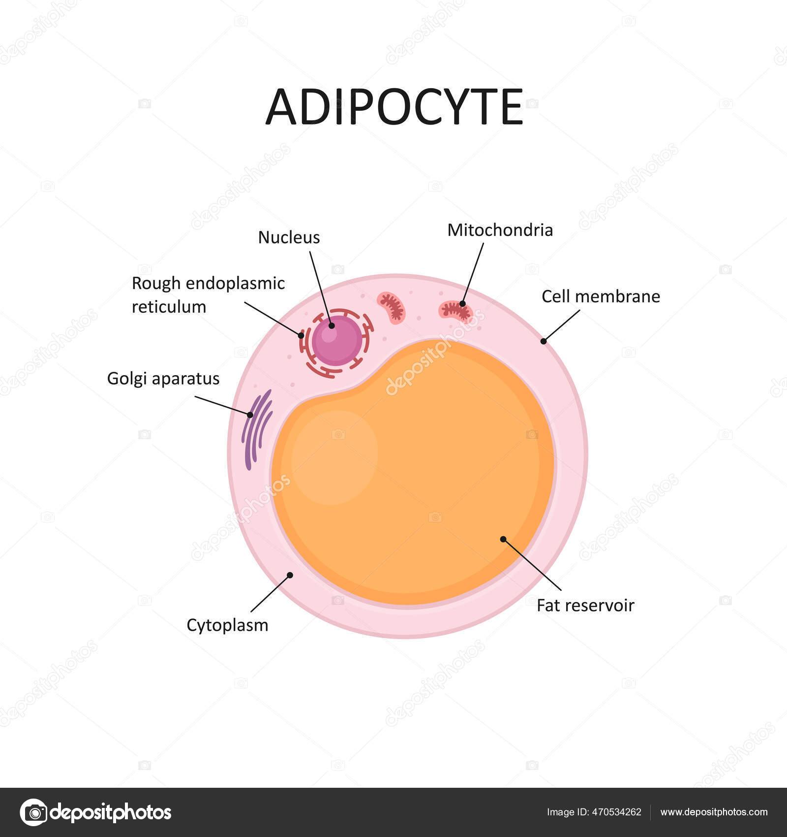 Adipocytes, lipocytes and fat cells. Fat cell structure vector ...