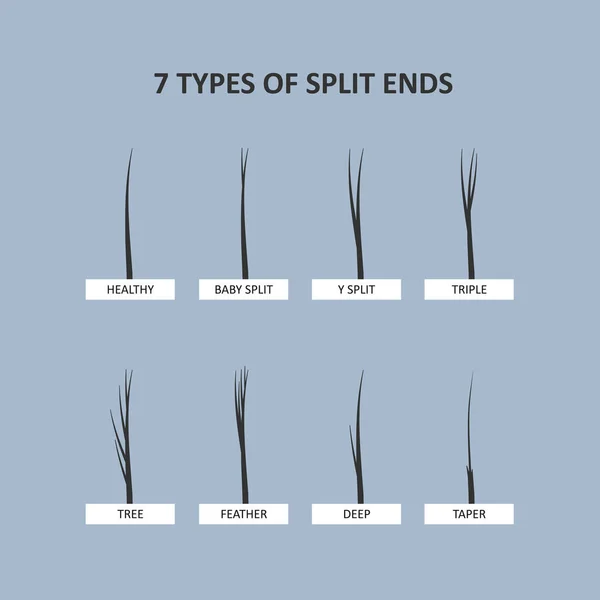 Split end Vector Art Stock Images | Depositphotos
