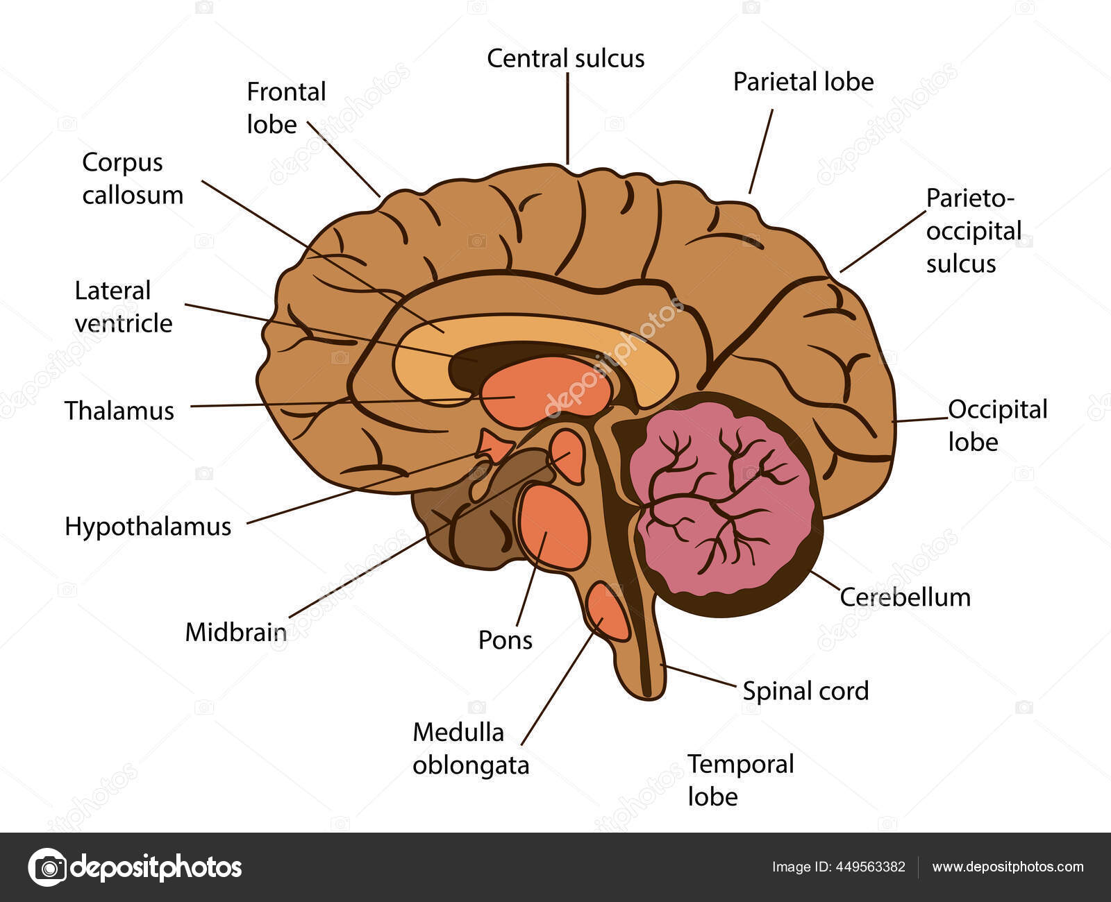 Anatomía De La Cabeza Y El Cerebro