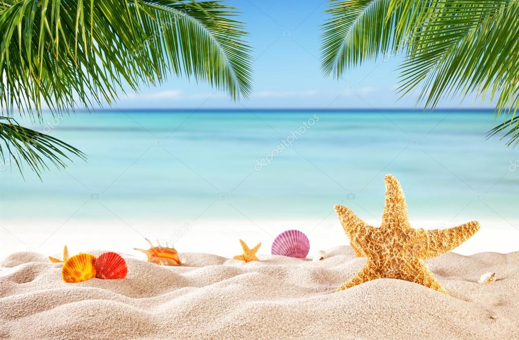 Tropical beach with various shells in sand Stock Photo by ©jag_cz 112264256