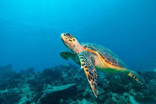 Hawksbill Sea Turtle in Indian ocean — Stock Photo © jag_cz #124708612