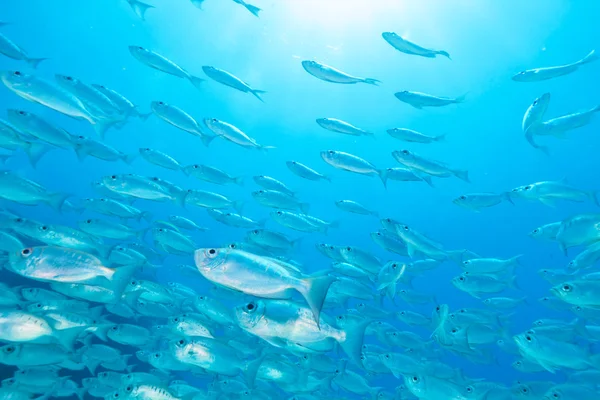 Flock of fish Images - Search Images on Everypixel