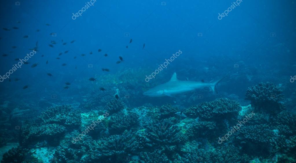 Reef shark flowing in coral bottom — Stock Photo © jag_cz #124708472